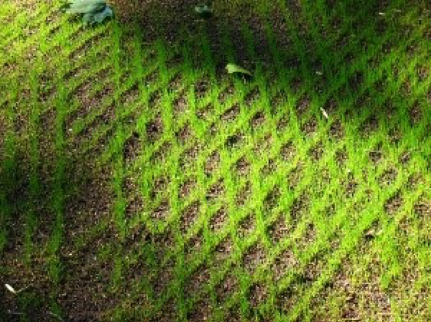 Slit Seeding – Nutri Lawn NL